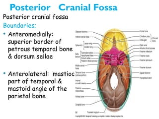 anatomy of the Cranial fossae of the skull.pptx