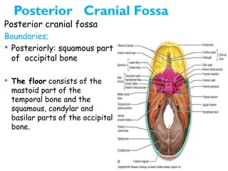 anatomy of the Cranial fossae of the skull.pptx