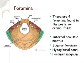 anatomy of the Cranial fossae of the skull.pptx