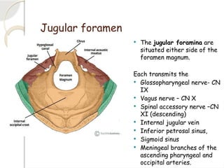 anatomy of the Cranial fossae of the skull.pptx