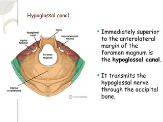 anatomy of the Cranial fossae of the skull.pptx