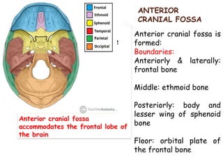 anatomy of the Cranial fossae of the skull.pptx