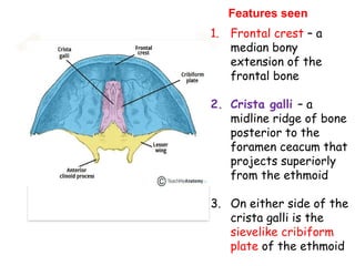 anatomy of the Cranial fossae of the skull.pptx