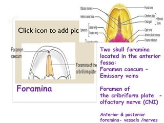 anatomy of the Cranial fossae of the skull.pptx