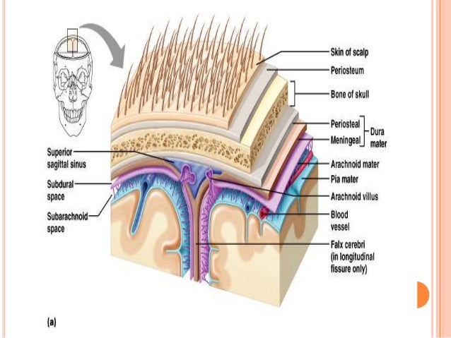 Cranial meninges