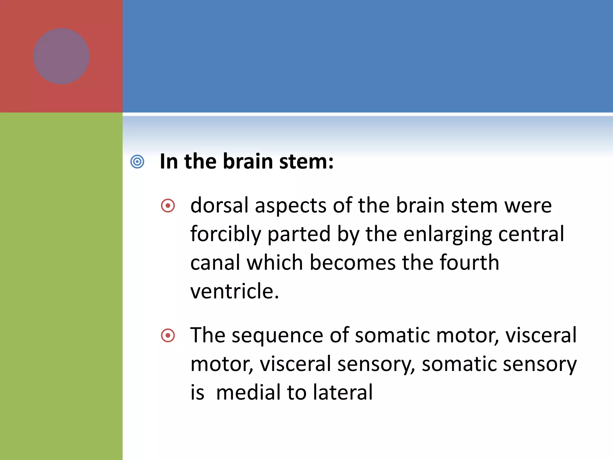 CRANIAL NERVES- ANATOMY | PPT