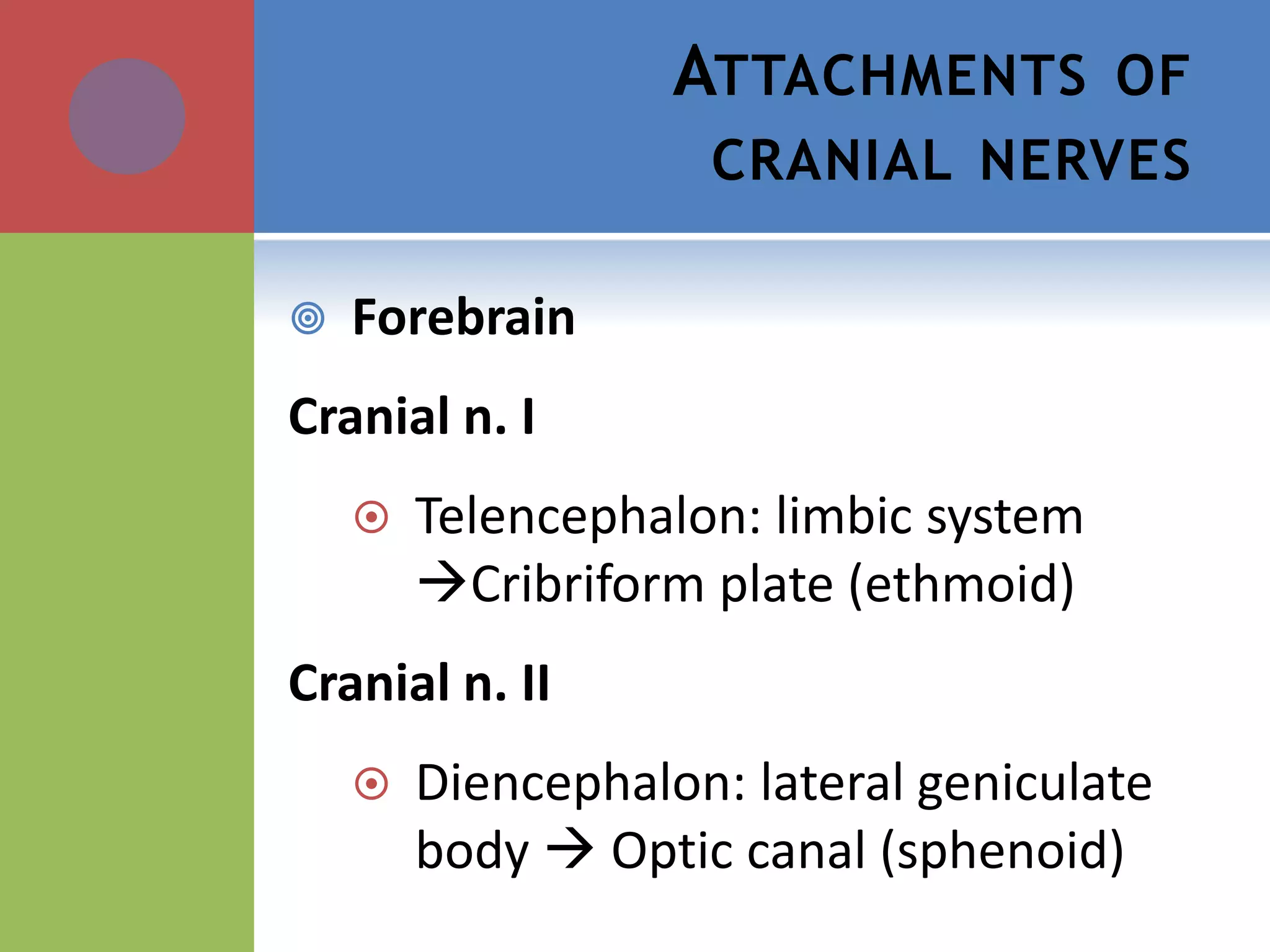 CRANIAL NERVES- ANATOMY | PPT