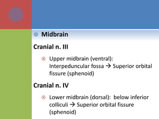 CRANIAL NERVES- ANATOMY | PPT