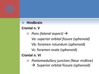 CRANIAL NERVES- ANATOMY | PPT
