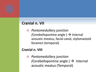 CRANIAL NERVES- ANATOMY | PPT