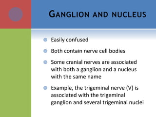 CRANIAL NERVES- ANATOMY | PPT