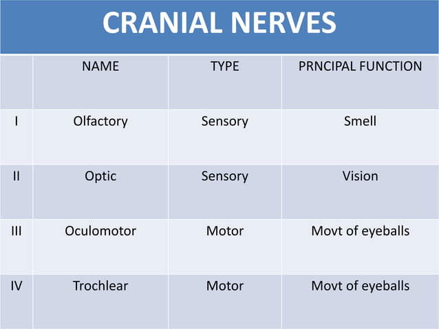 CRANIAL NERVES- ANATOMY | PPT | Ear, Nose and Throat Conditions ...