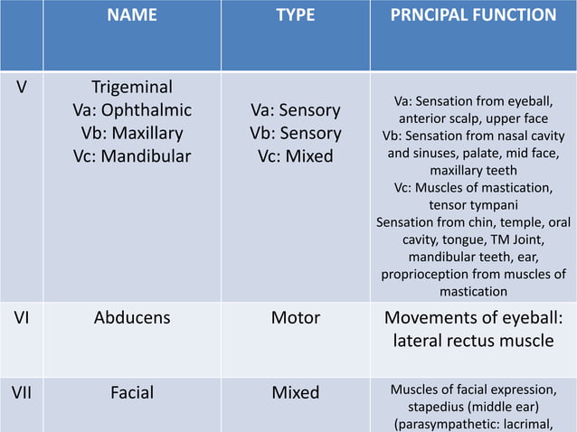 CRANIAL NERVES- ANATOMY | PPT | Ear, Nose and Throat Conditions ...