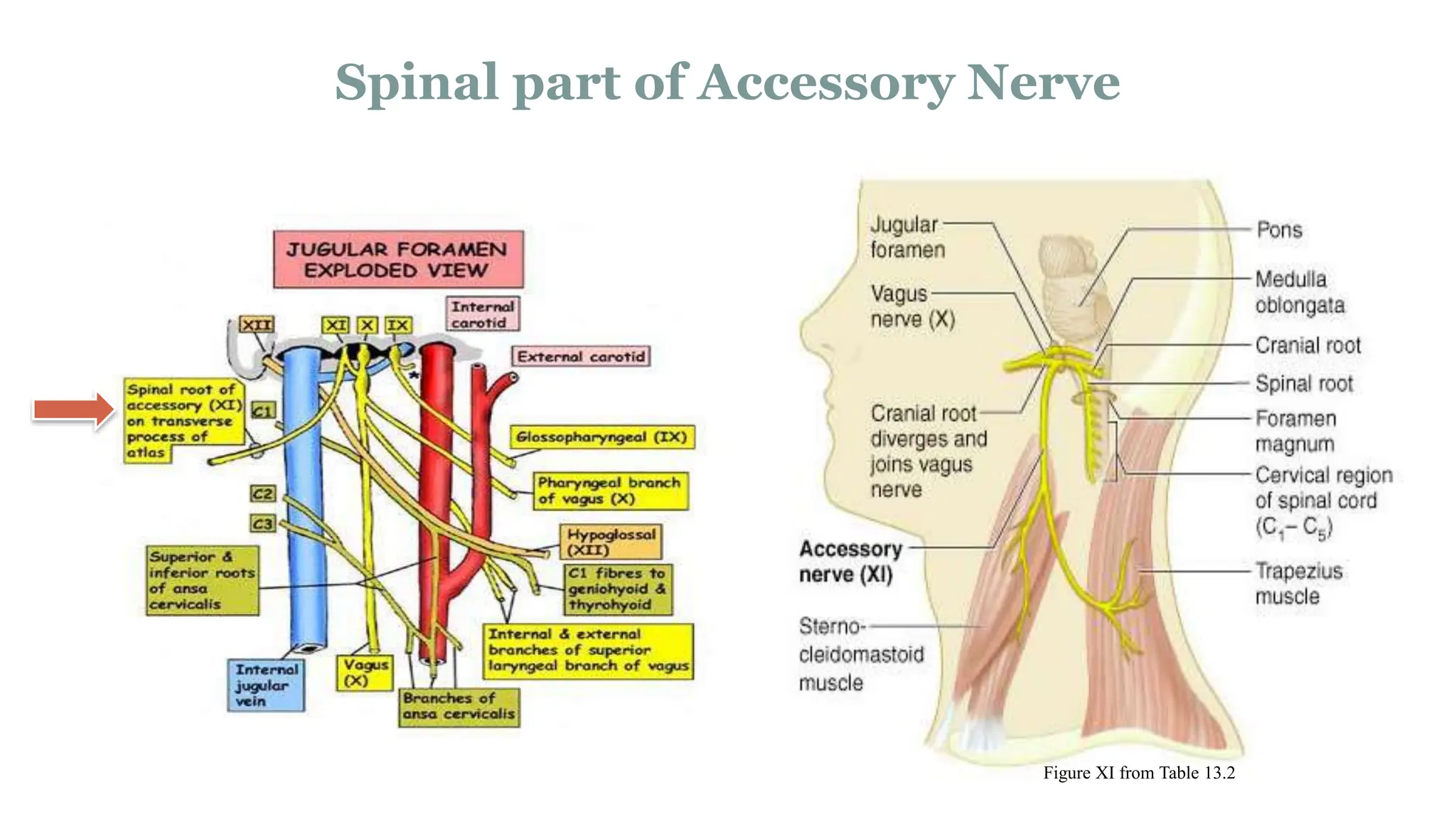 Cranial Nerve Clinical Examination IX TO XII | PPTX