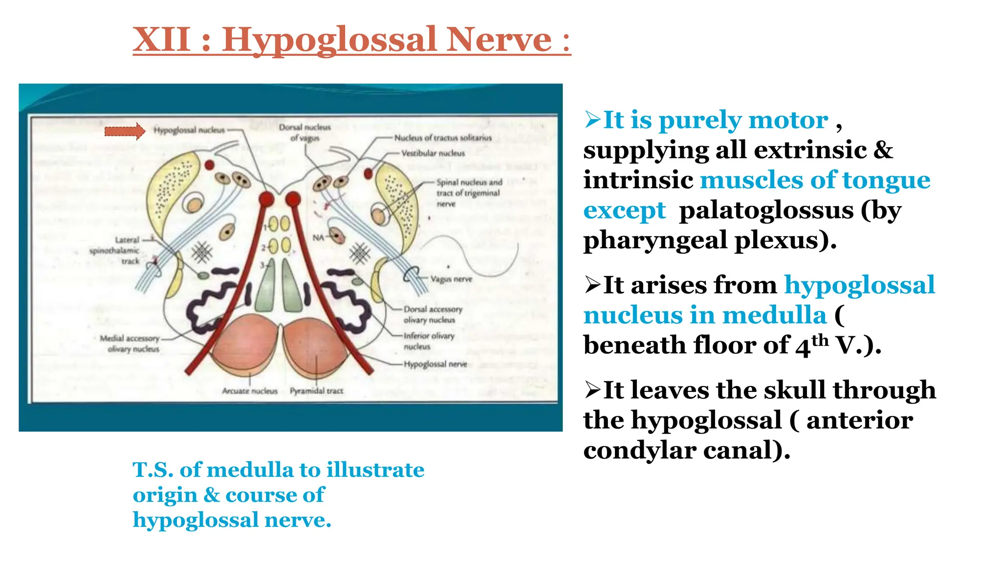 Cranial Nerve Clinical Examination IX TO XII | PPTX