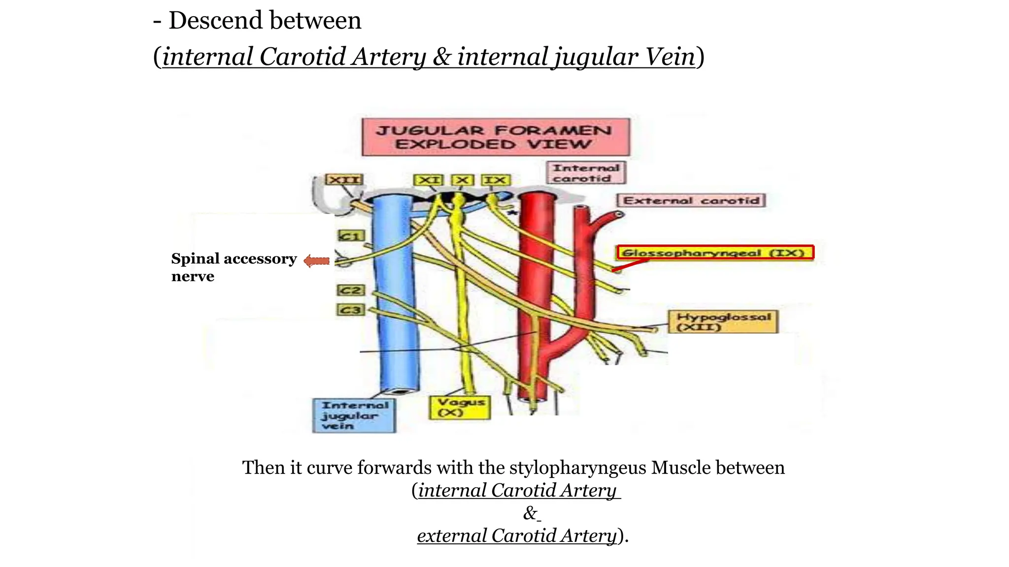 Cranial Nerve Clinical Examination IX TO XII | PPTX