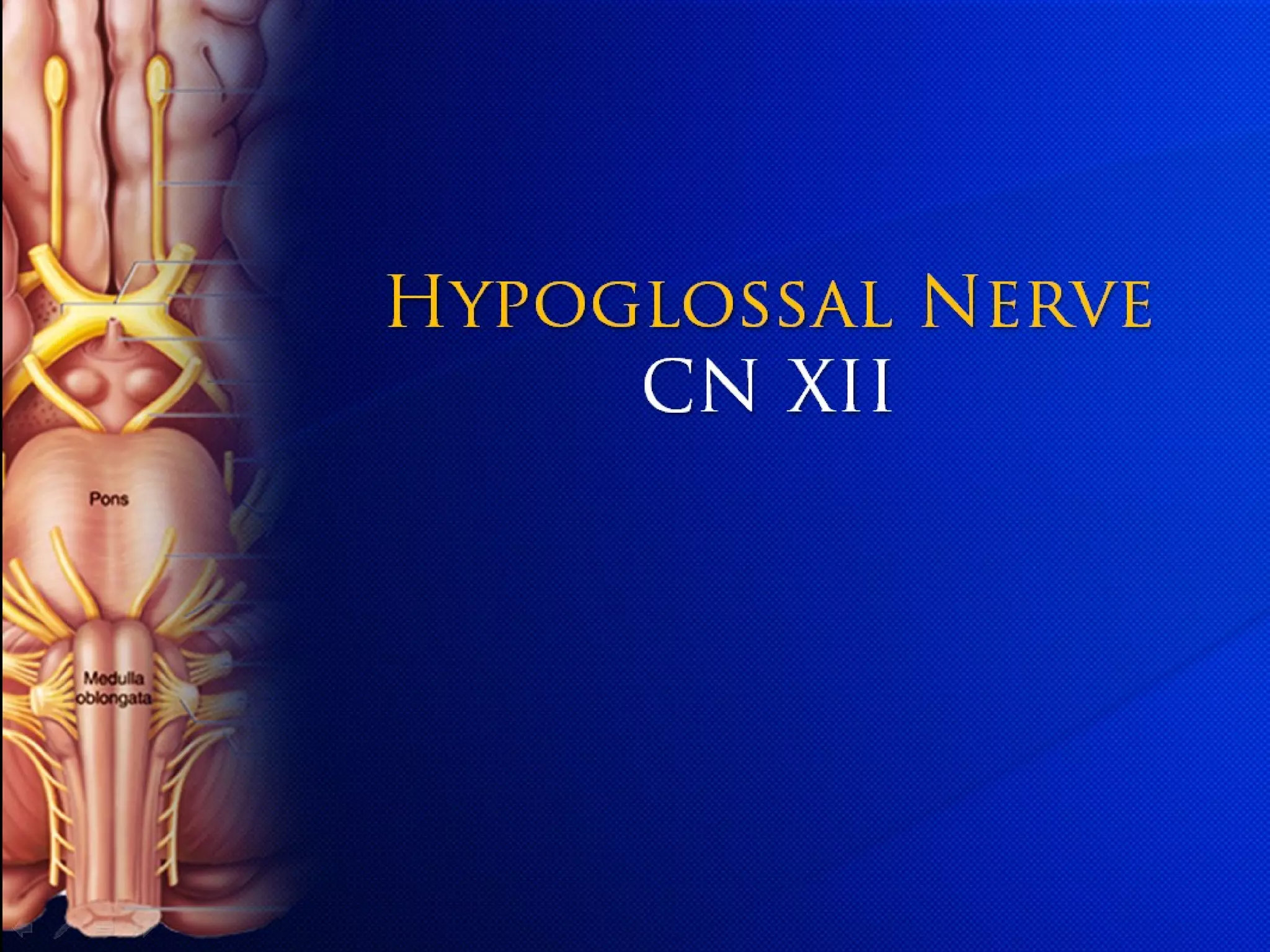 Cranial nerves | PPT