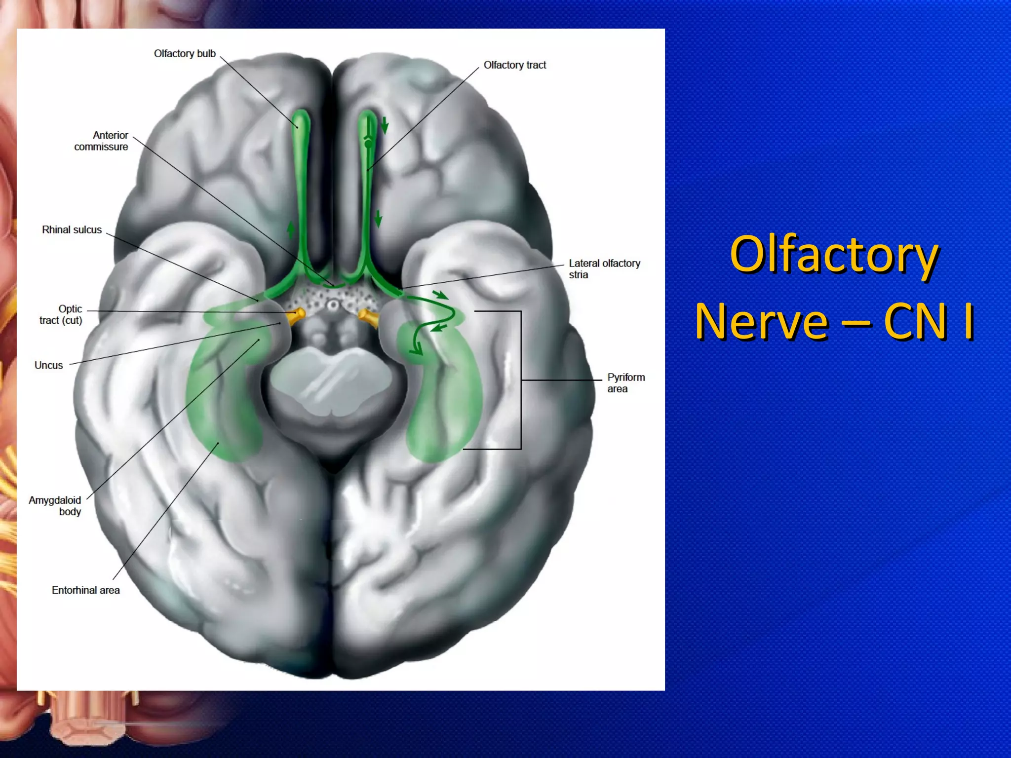 Cranial nerves | PPT