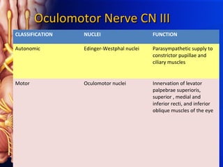 Cranial nerves | PPT