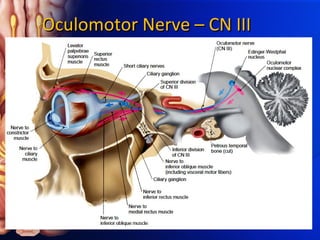 Cranial nerves | PPT