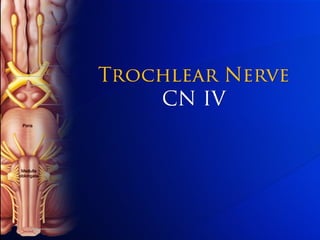 Cranial nerves | PPT