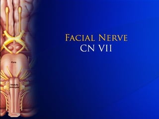 Cranial nerves | PPT