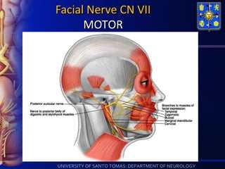 Cranial nerves | PPT