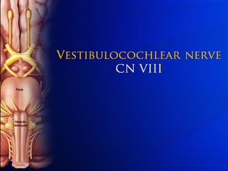 Cranial nerves | PPT