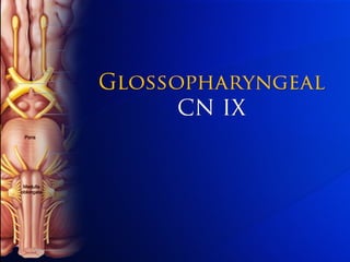 Cranial nerves | PPT