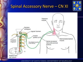 Cranial nerves | PPT