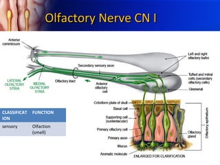 Cranial nerves | PPT