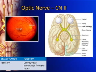 Cranial nerves | PPT