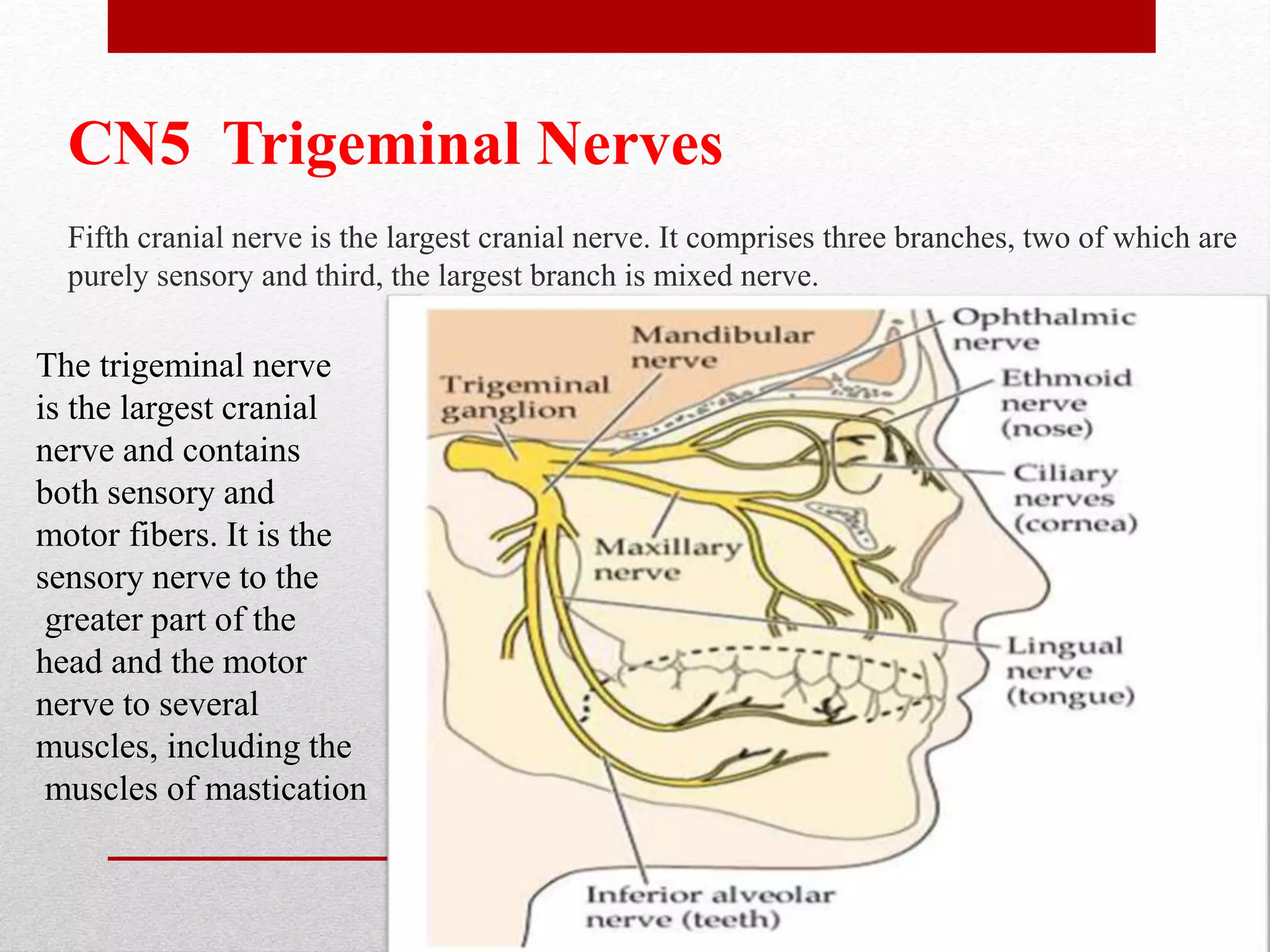 Cranial nerve | PPTX