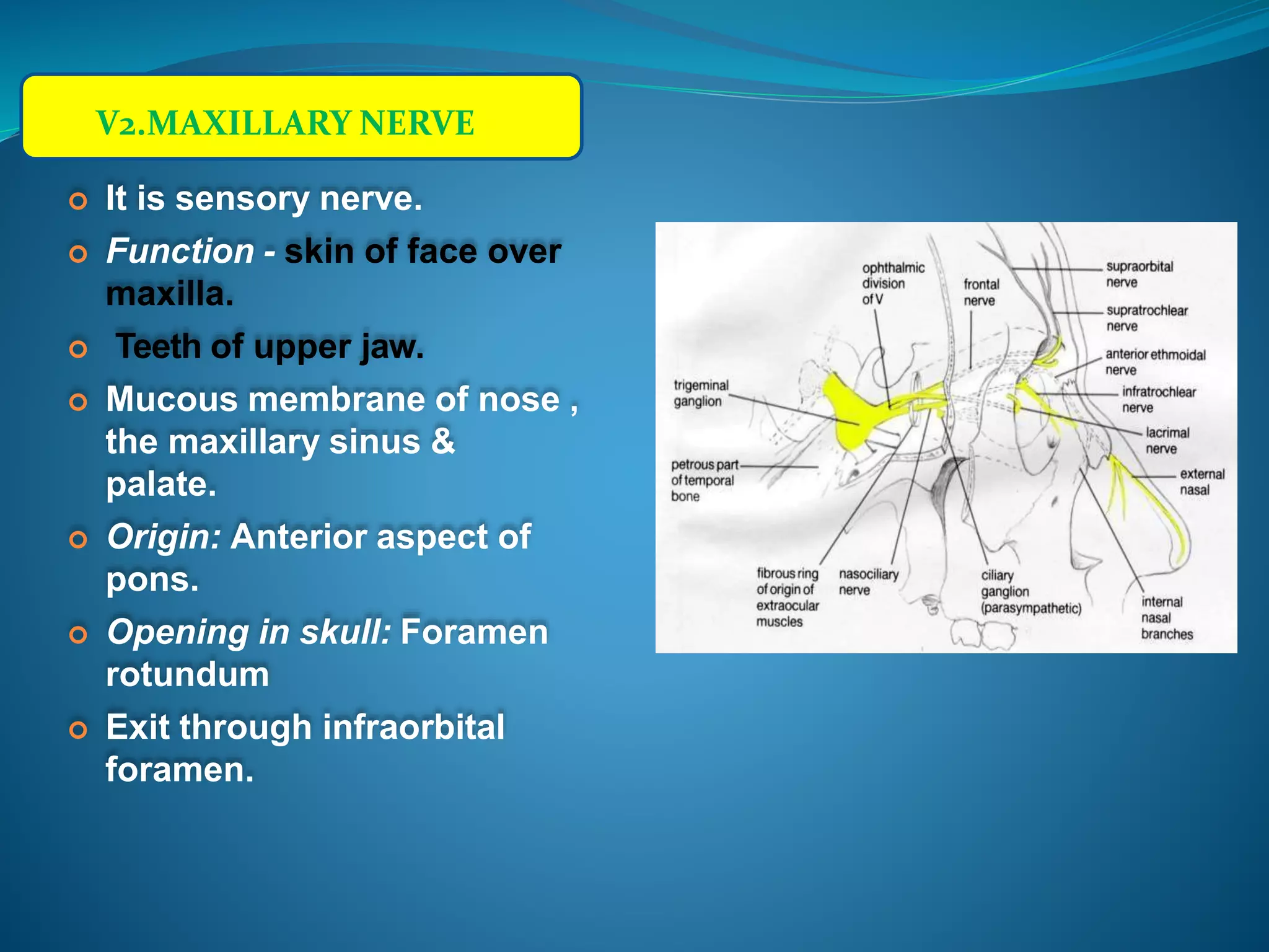 Cranial Nerve | PPTX | Ear, Nose and Throat Conditions | Diseases and ...