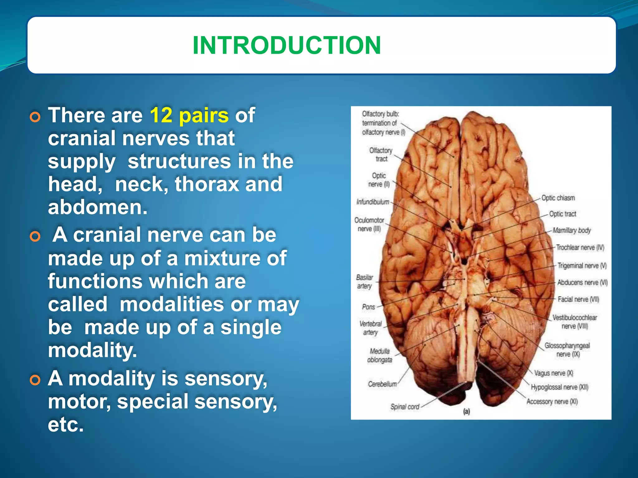 Cranial Nerve | PPTX | Ear, Nose and Throat Conditions | Diseases and ...