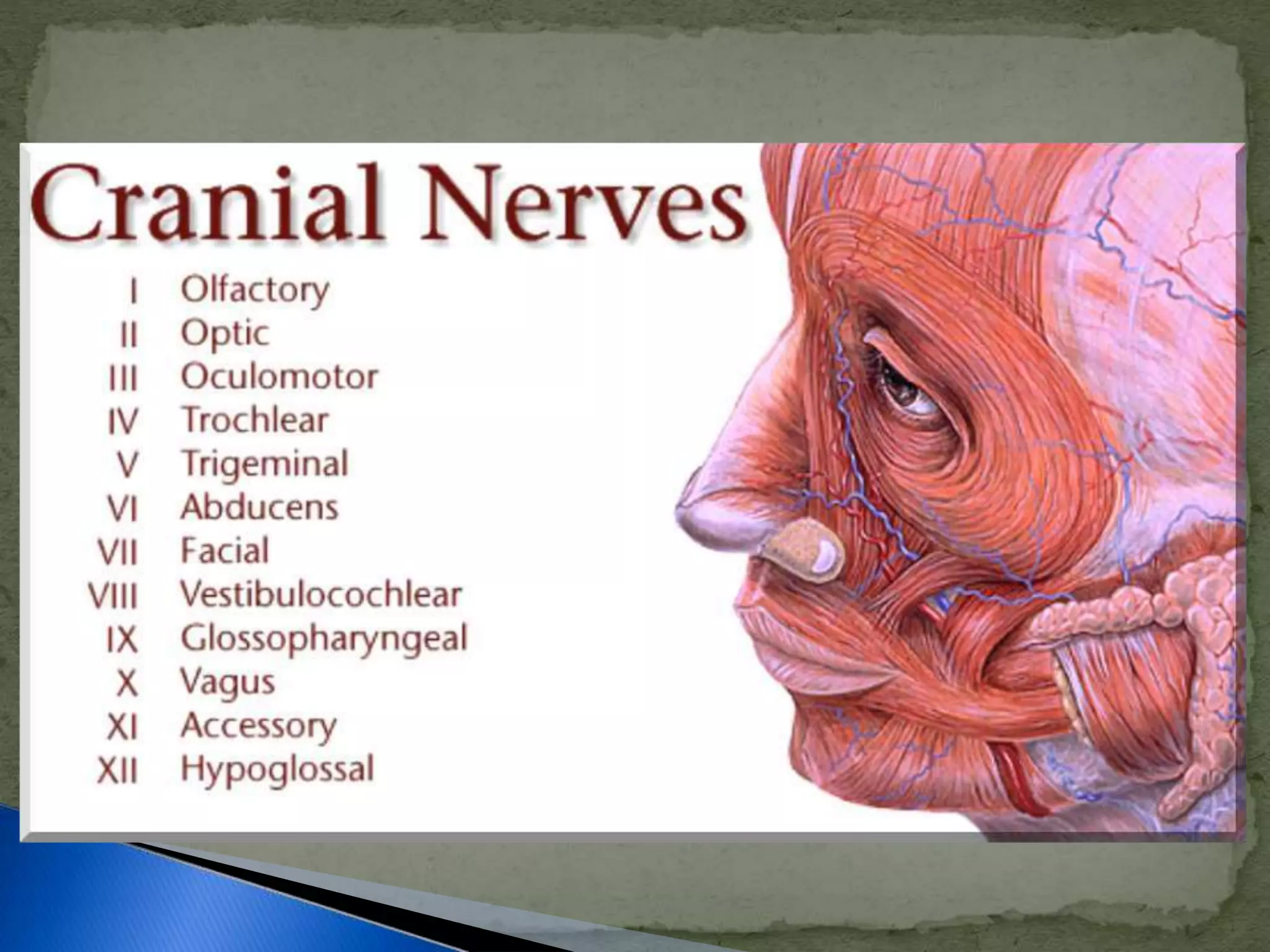 Cranial nerve, Nervous system, Anatomy and Physiology | PPTX