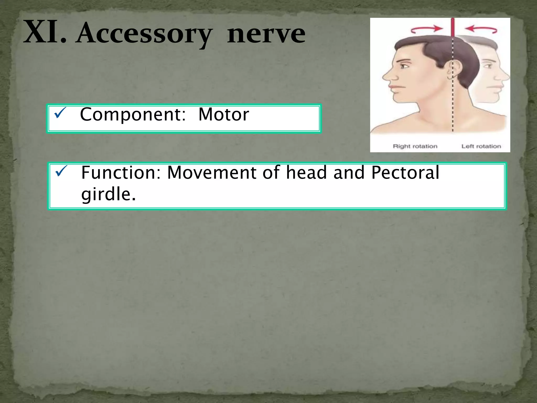 Cranial nerve, Nervous system, Anatomy and Physiology | PPTX