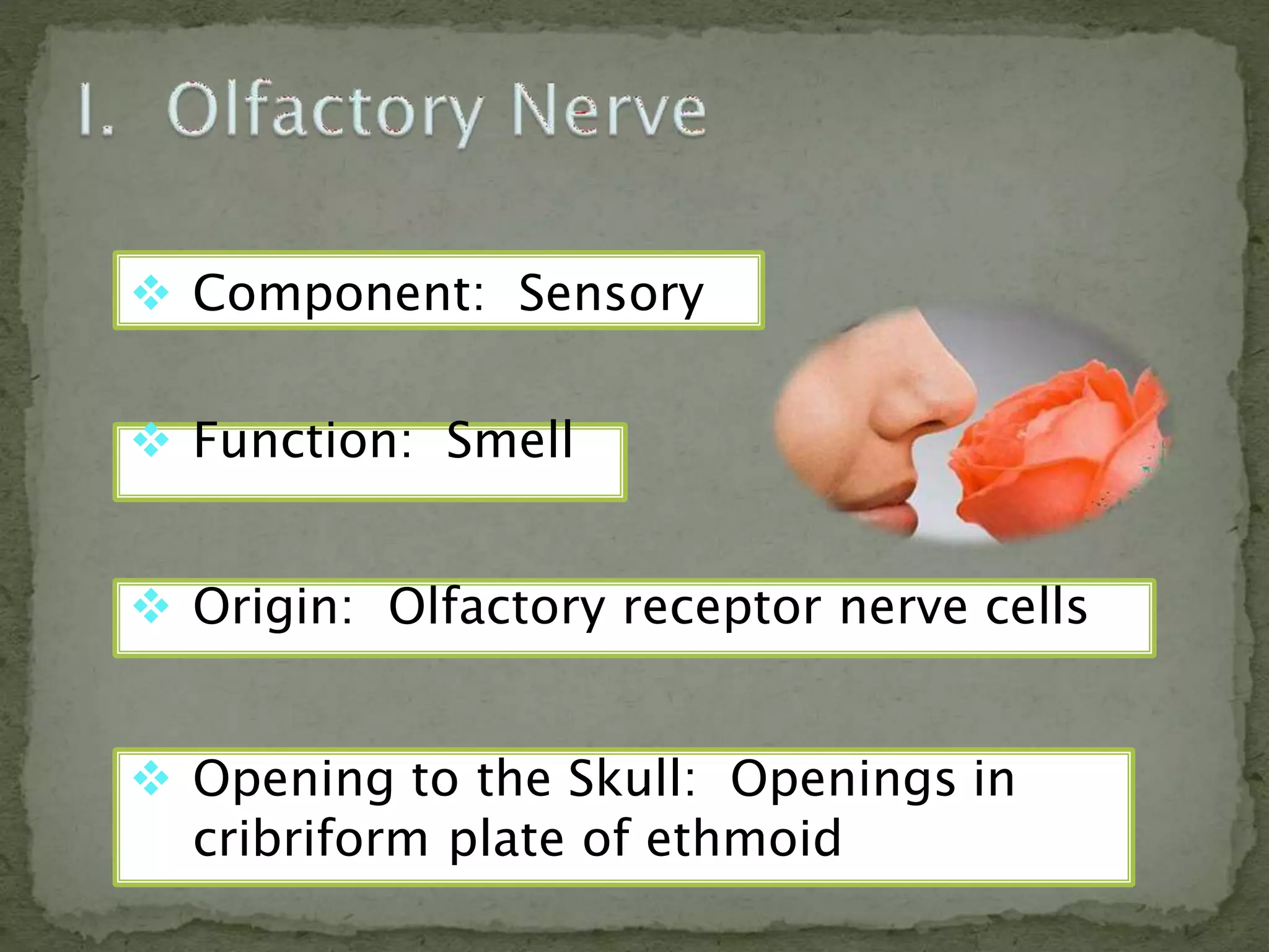 Cranial nerve, Nervous system, Anatomy and Physiology | PPTX