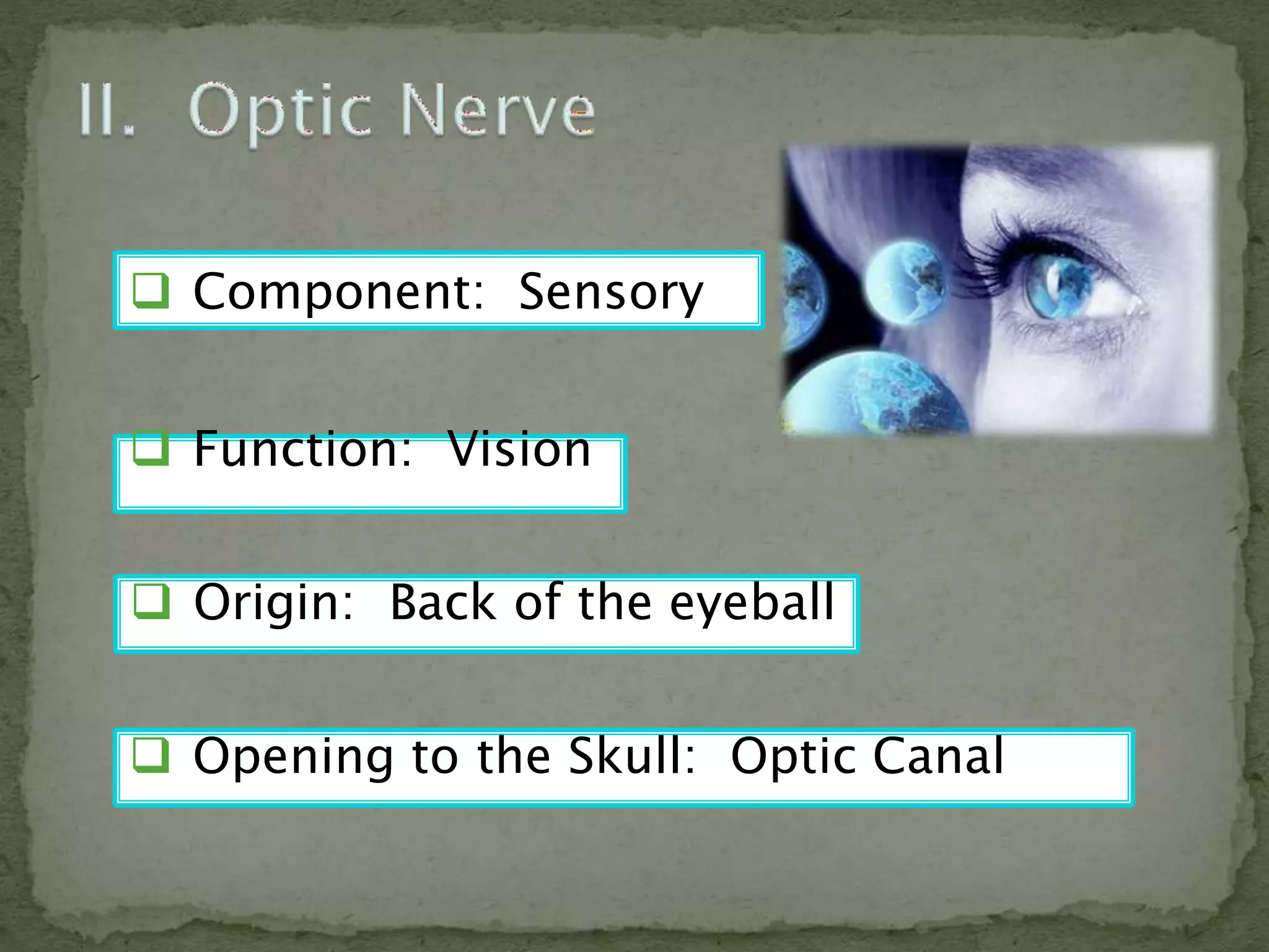 Cranial nerve, Nervous system, Anatomy and Physiology | PPTX
