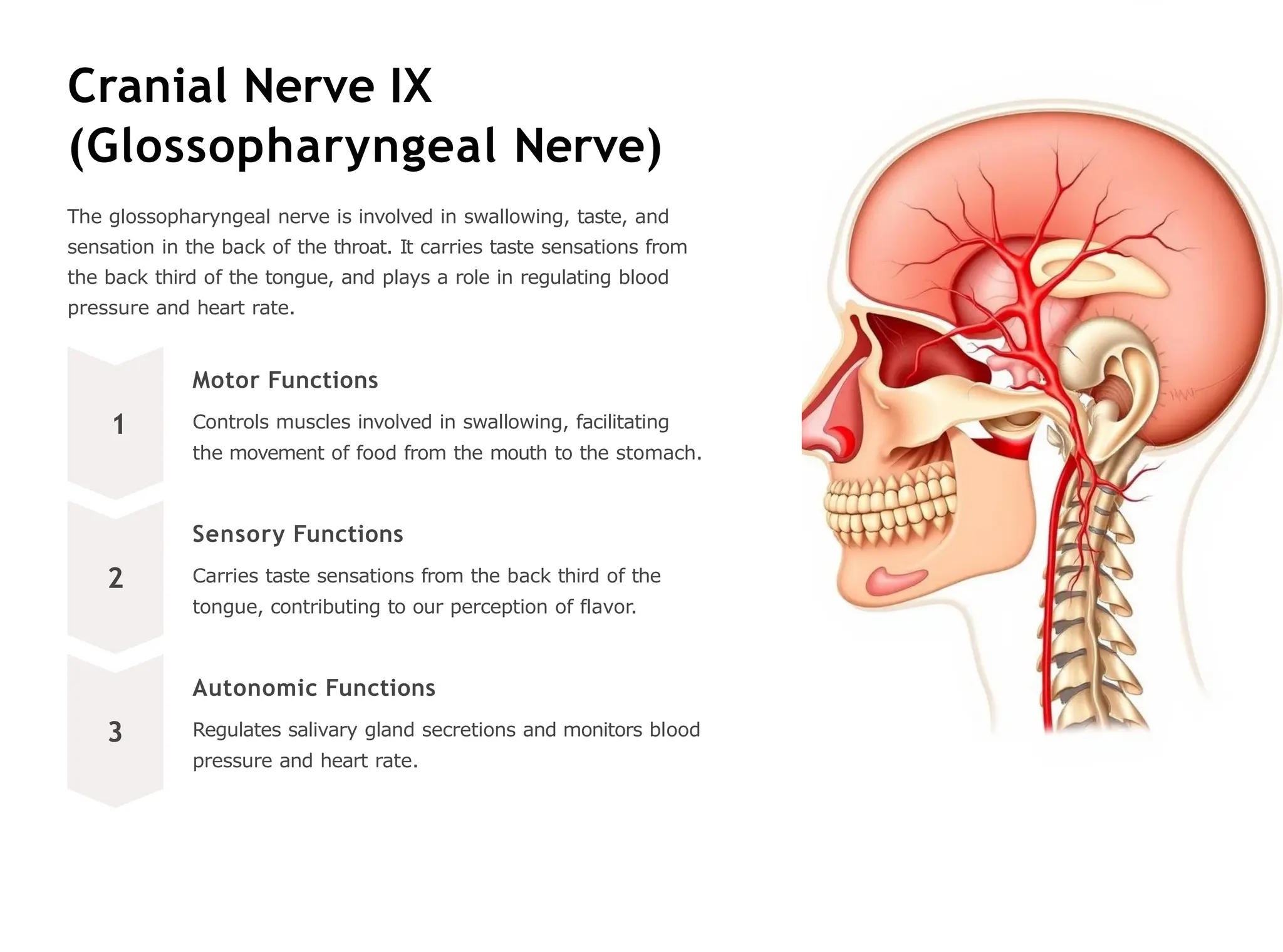 cranial nerve full description with examples.pptx