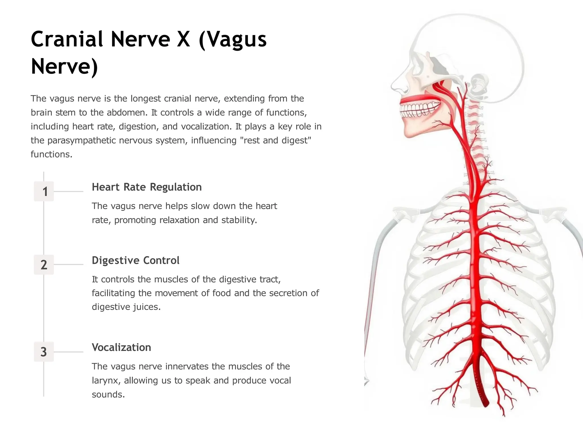 cranial nerve full description with examples.pptx