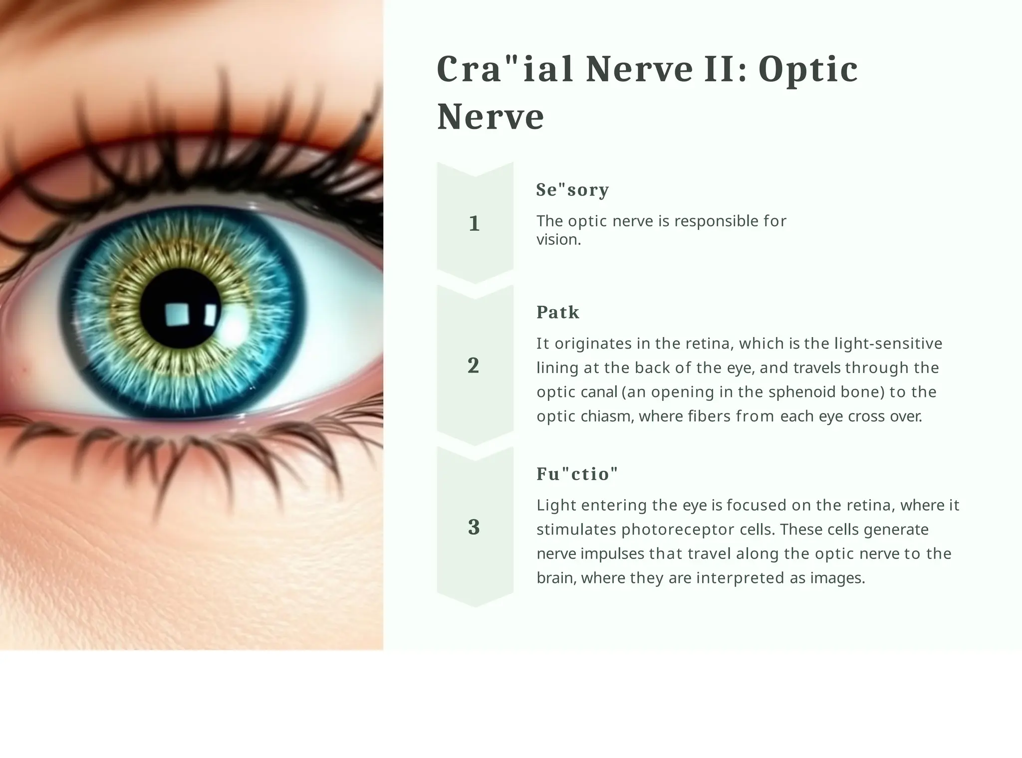 cranial nerve full description with examples.pptx