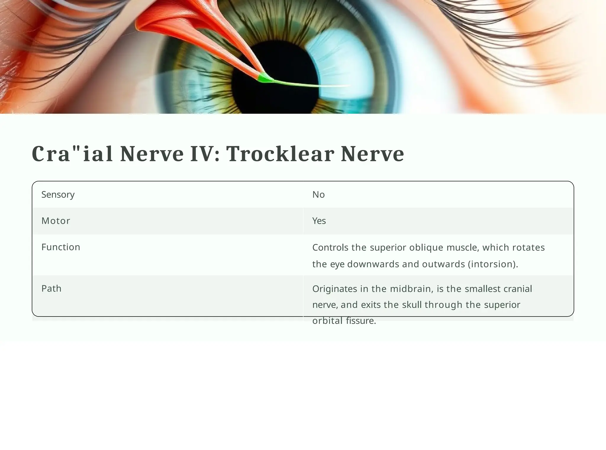 cranial nerve full description with examples.pptx