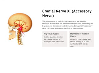 cranial nerve full description with examples.pptx