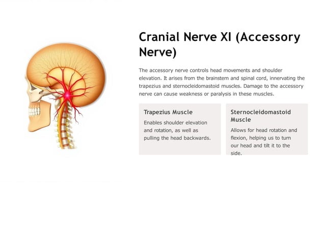 cranial nerve full description with examples.pptx