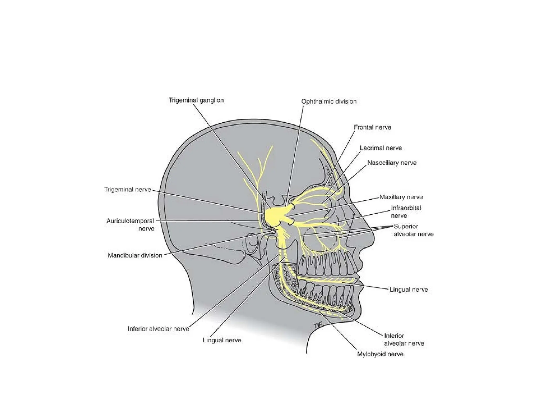 cranial nerve anatomy in a human body.pptx
