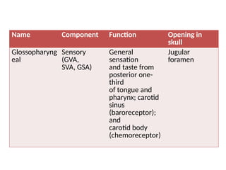 cranial nerve anatomy in a human body.pptx