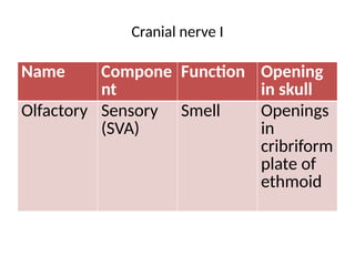 cranial nerve anatomy in a human body.pptx