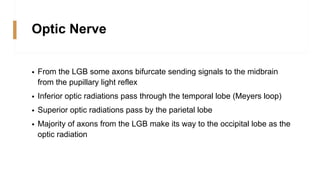 Cranial Nerve 2,3,4,6 function, loci.pdf