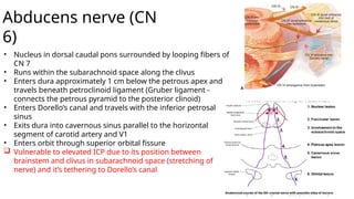 How to deal with 3,4 and 6 cranial nerve palsy | PPTX